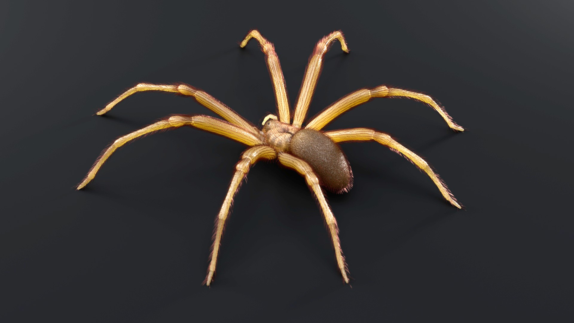 Brown Recluse Spider 3D Model - TurboSquid 2253375