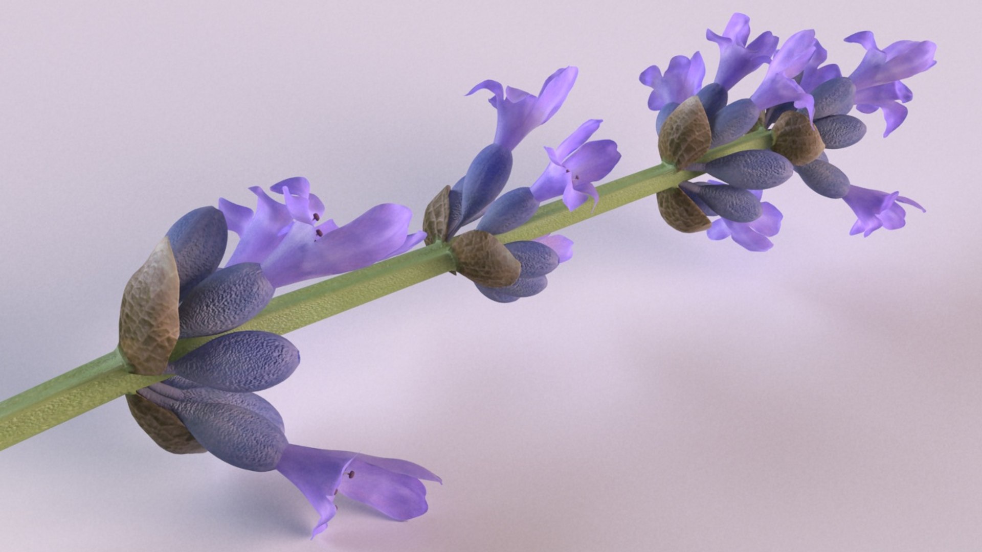 Lavender Flowers Spices Blue 3D Model - TurboSquid 1644143