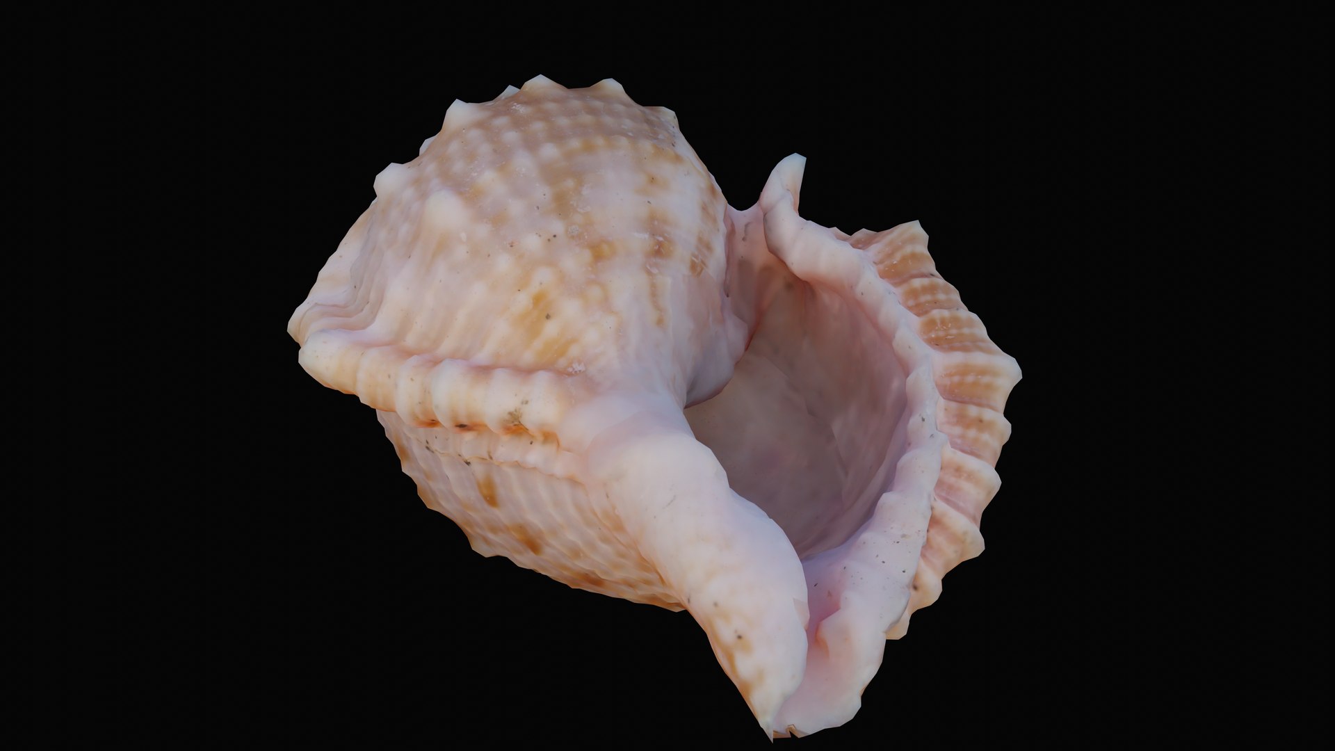 Shell Sea Angular 3D Model - TurboSquid 1627609