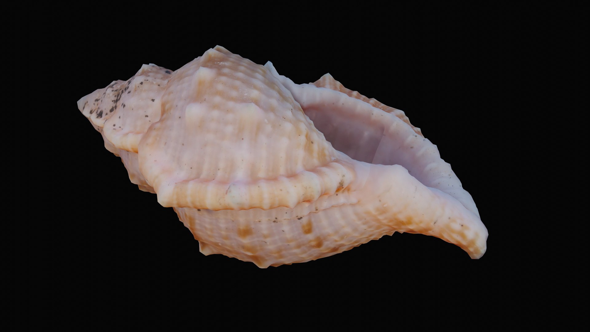 Shell Sea Angular 3D Model - TurboSquid 1627609