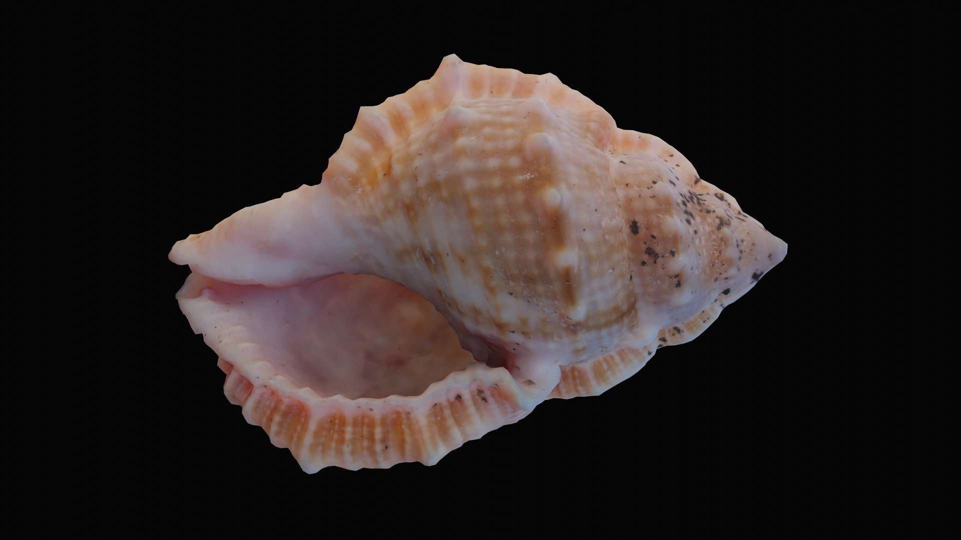 Shell Sea Angular 3D Model - TurboSquid 1627609