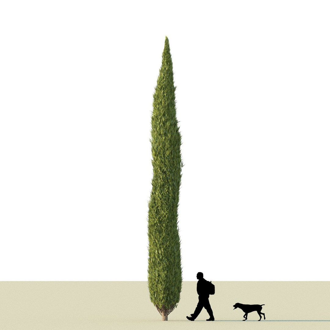 Cypress Trees 3d Model