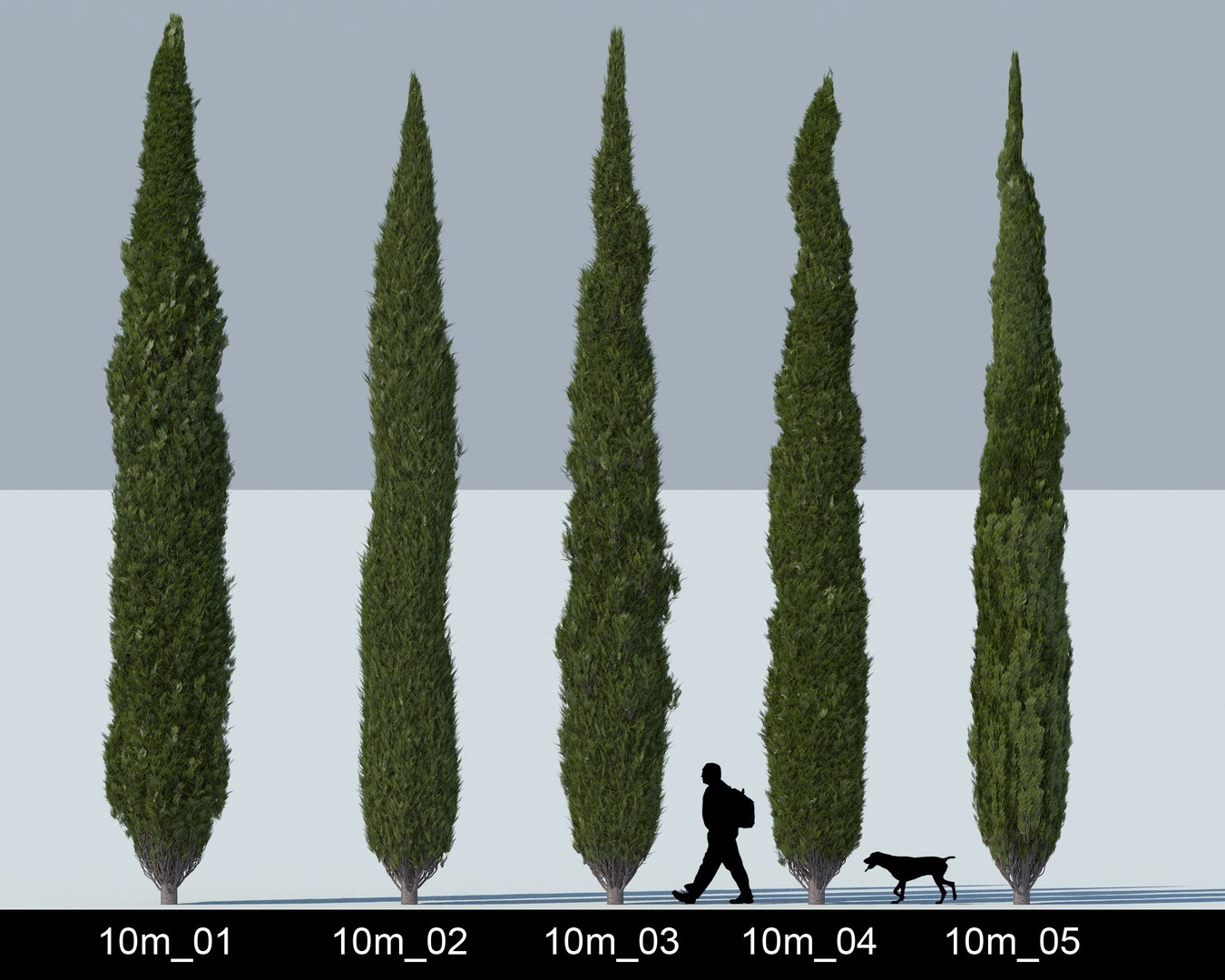 Cypress Trees 3d Model