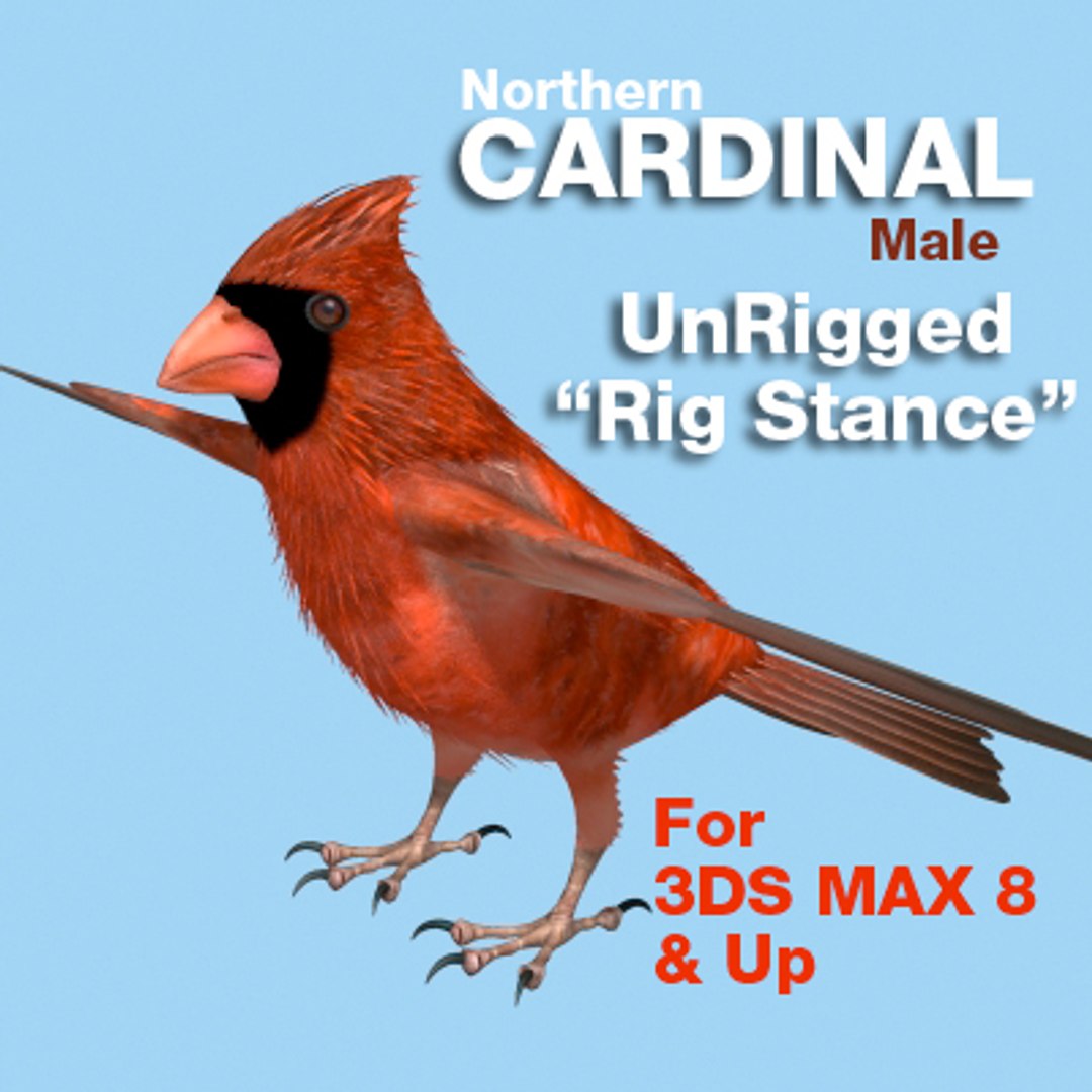 3d Model Cardinal-mapped-rigstance Cardinal Rig Stance