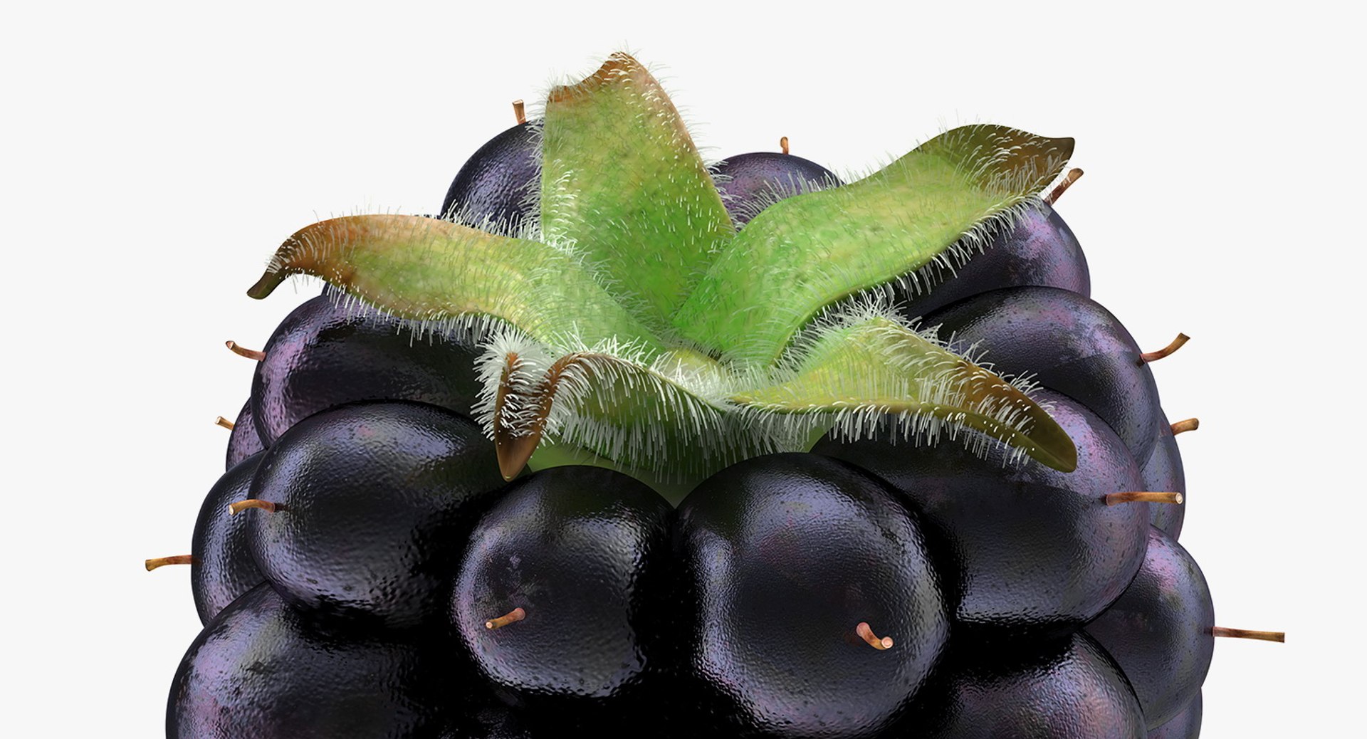 3D Model Blackberry Fur - TurboSquid 1380359
