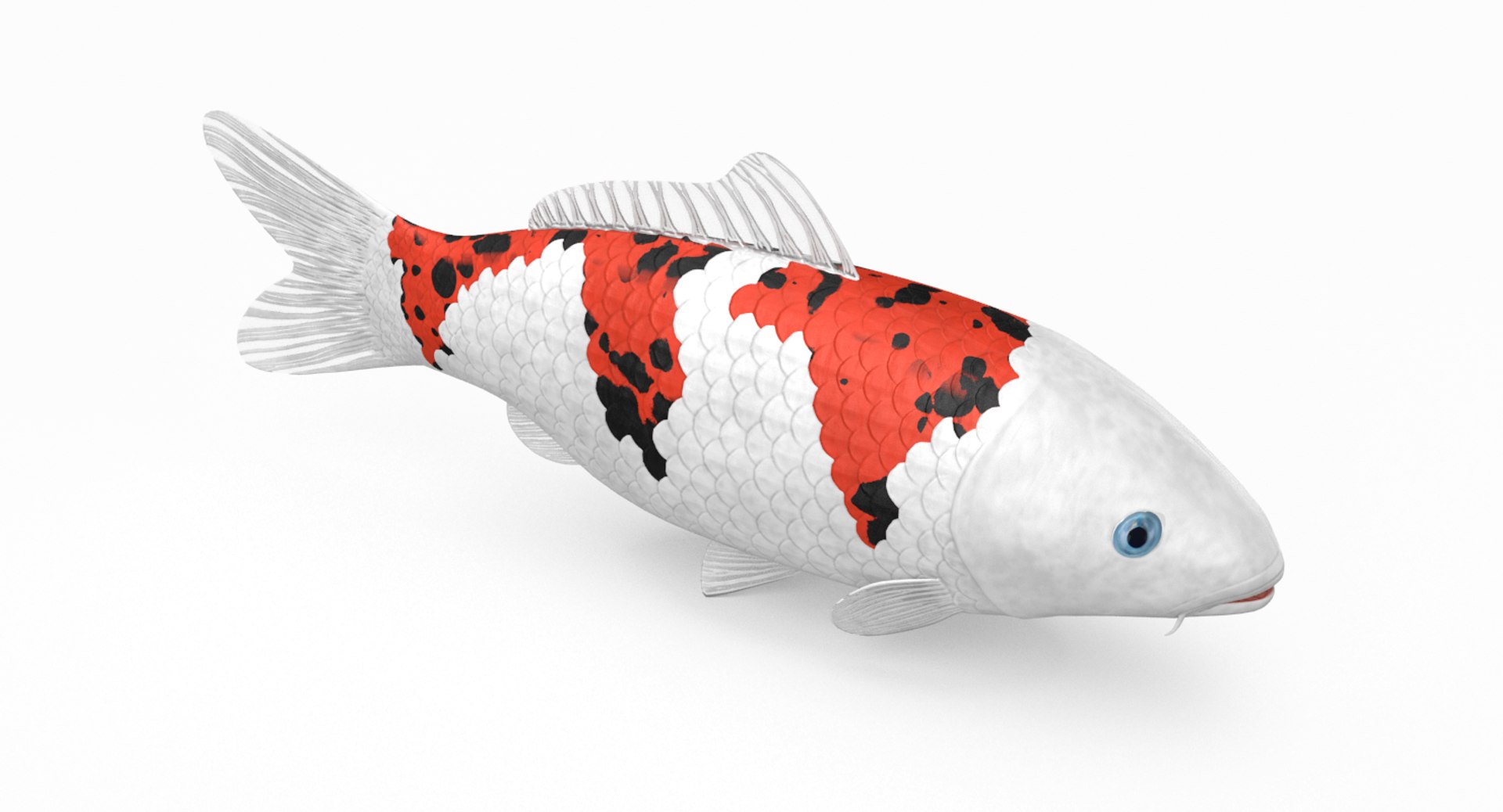 3D koi fish model - TurboSquid 1248018
