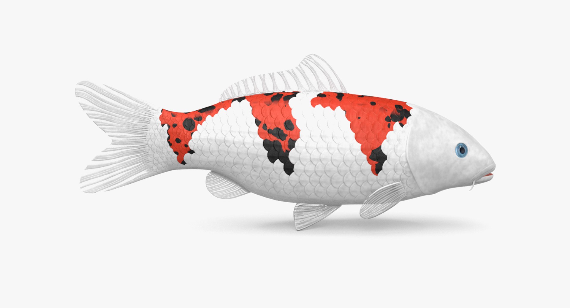 3D koi fish model - TurboSquid 1248018