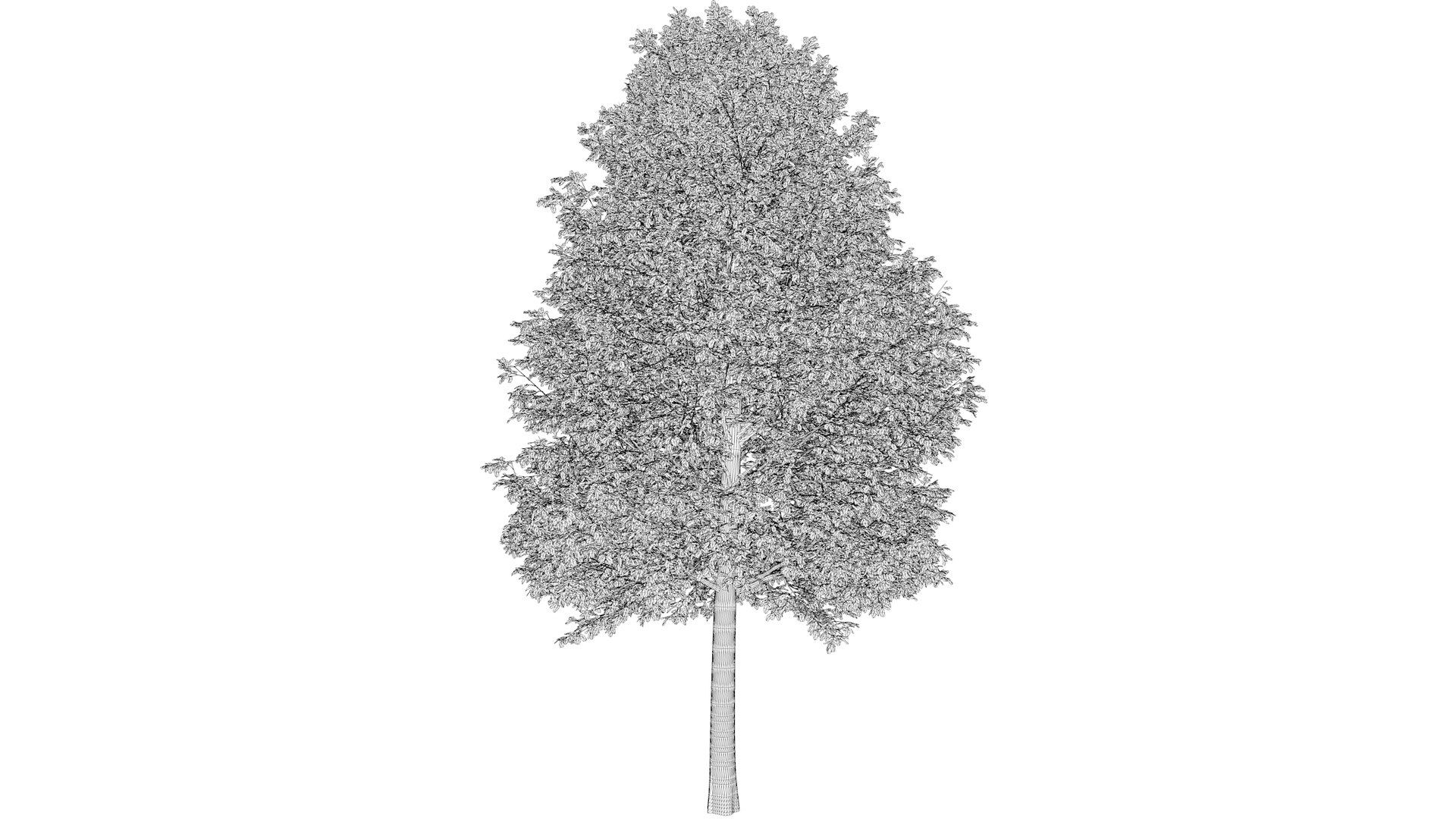 Shingle Oak Tree - 10 - 3D Model - TurboSquid 2377789