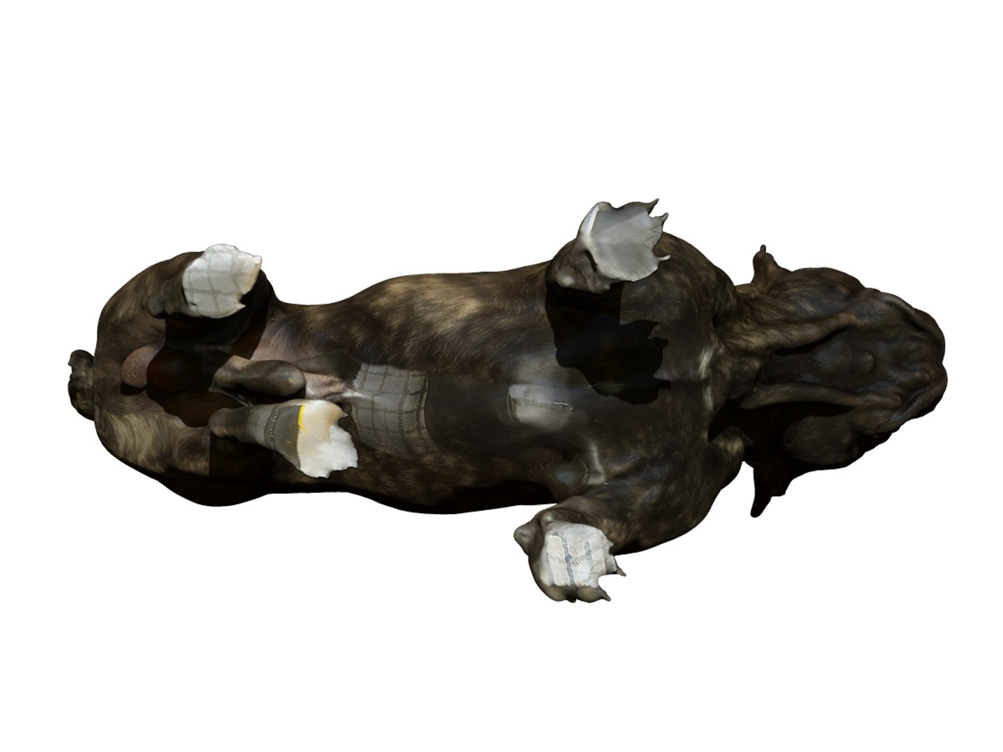 3D Dog Scanned Photogrammetry Model - TurboSquid 1349071