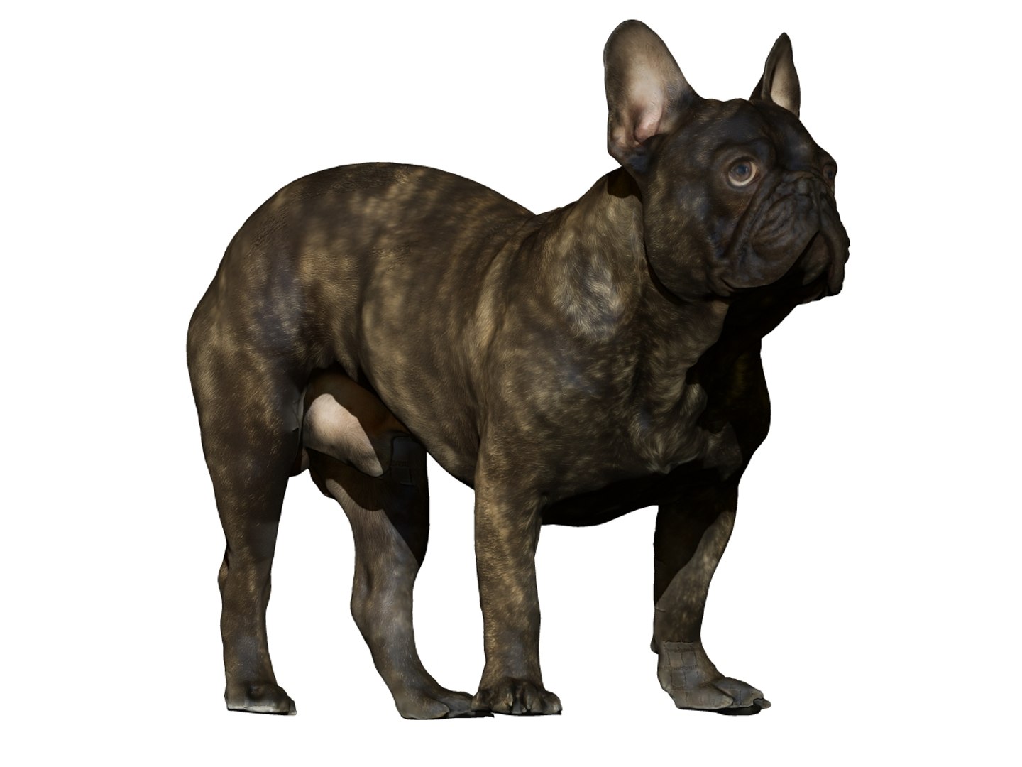 3D Dog Scanned Photogrammetry Model - TurboSquid 1349071