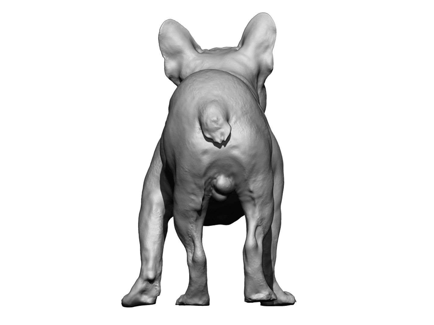 3D Dog Scanned Photogrammetry Model - TurboSquid 1349071