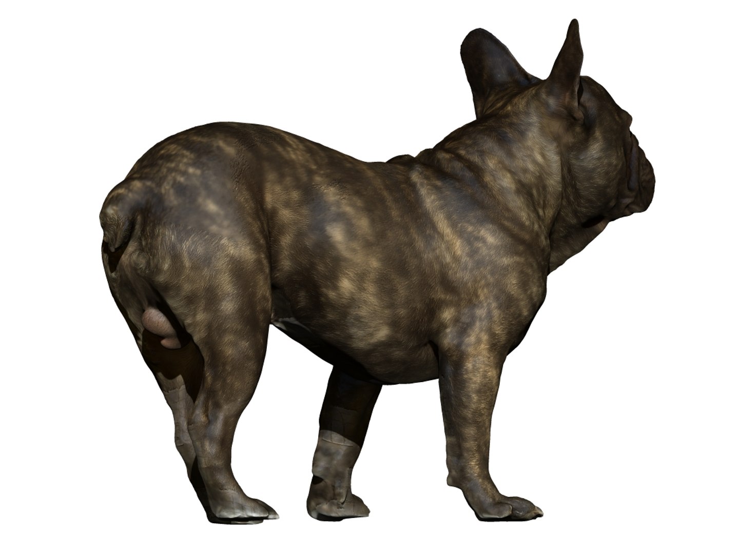 3D Dog Scanned Photogrammetry Model - TurboSquid 1349071