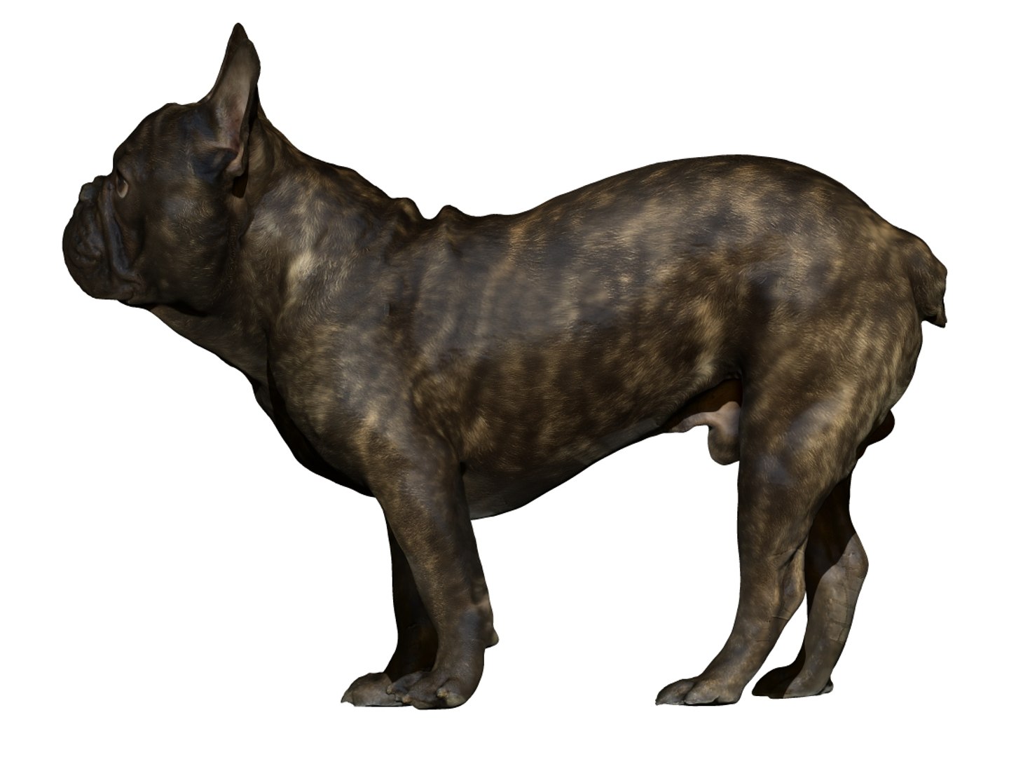 3D Dog Scanned Photogrammetry Model - TurboSquid 1349071
