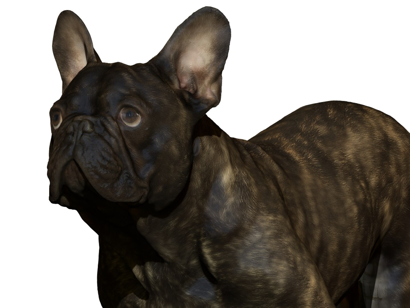 3D Dog Scanned Photogrammetry Model - TurboSquid 1349071