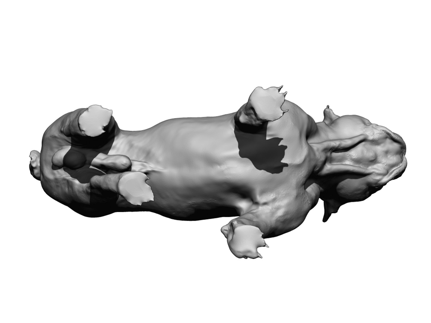 3D Dog Scanned Photogrammetry Model - TurboSquid 1349071