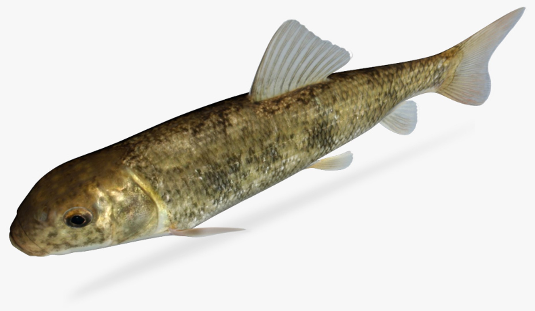 3d Catostomus Commersoni White Sucker Model