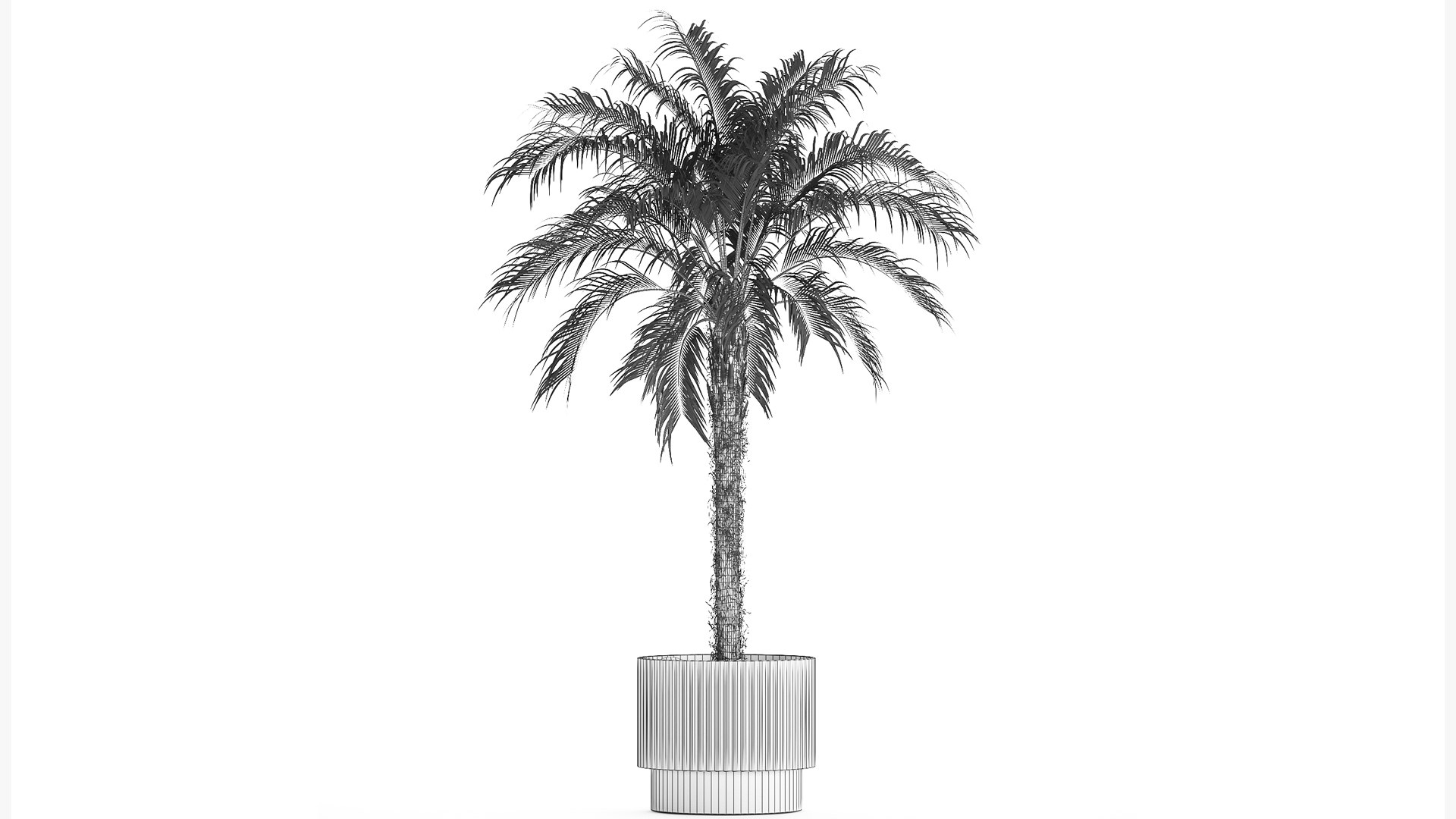 Small Lush Palm Tree In A White Pot Date Robelena 1439 Model ...