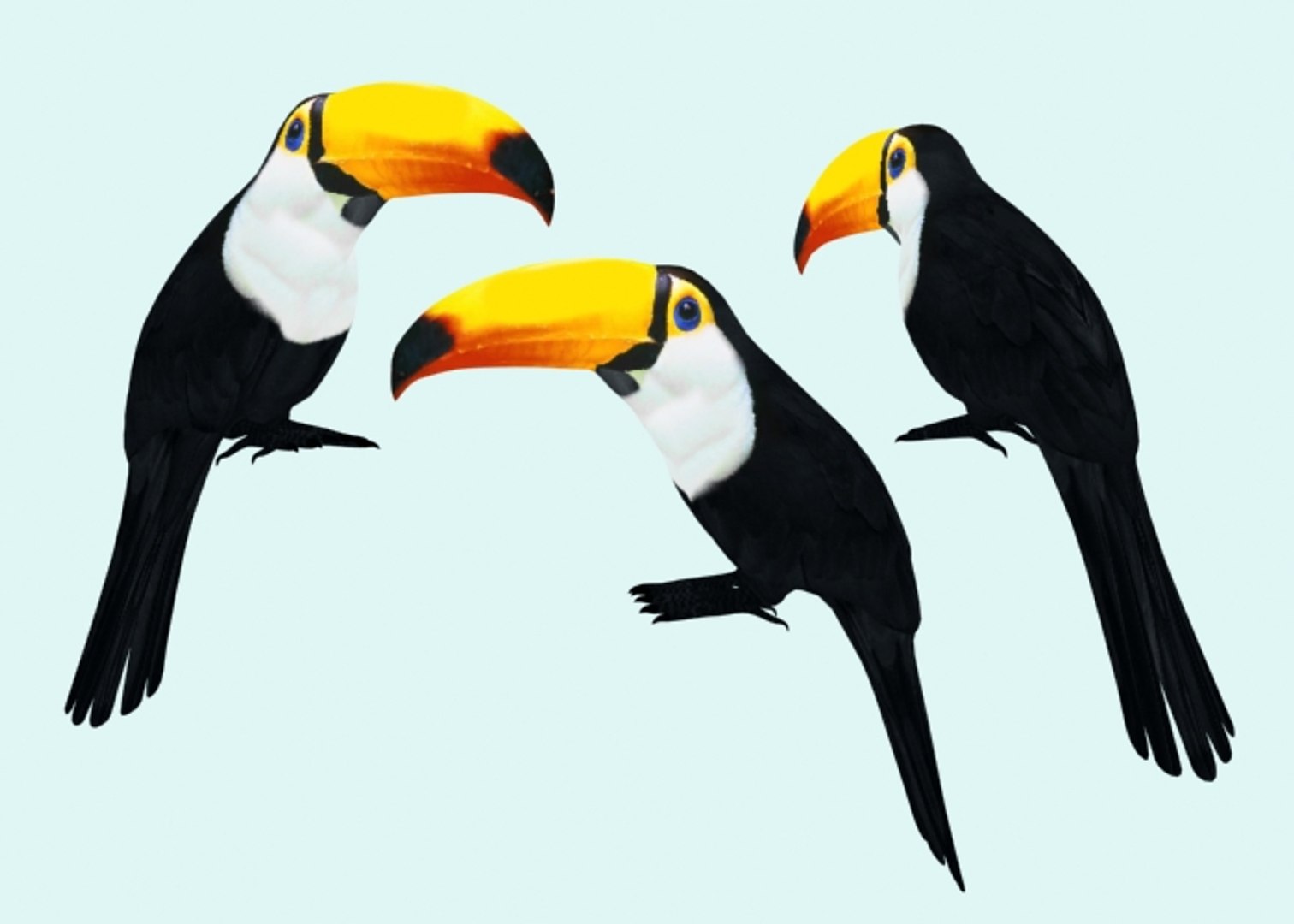 Toucan 3d Obj