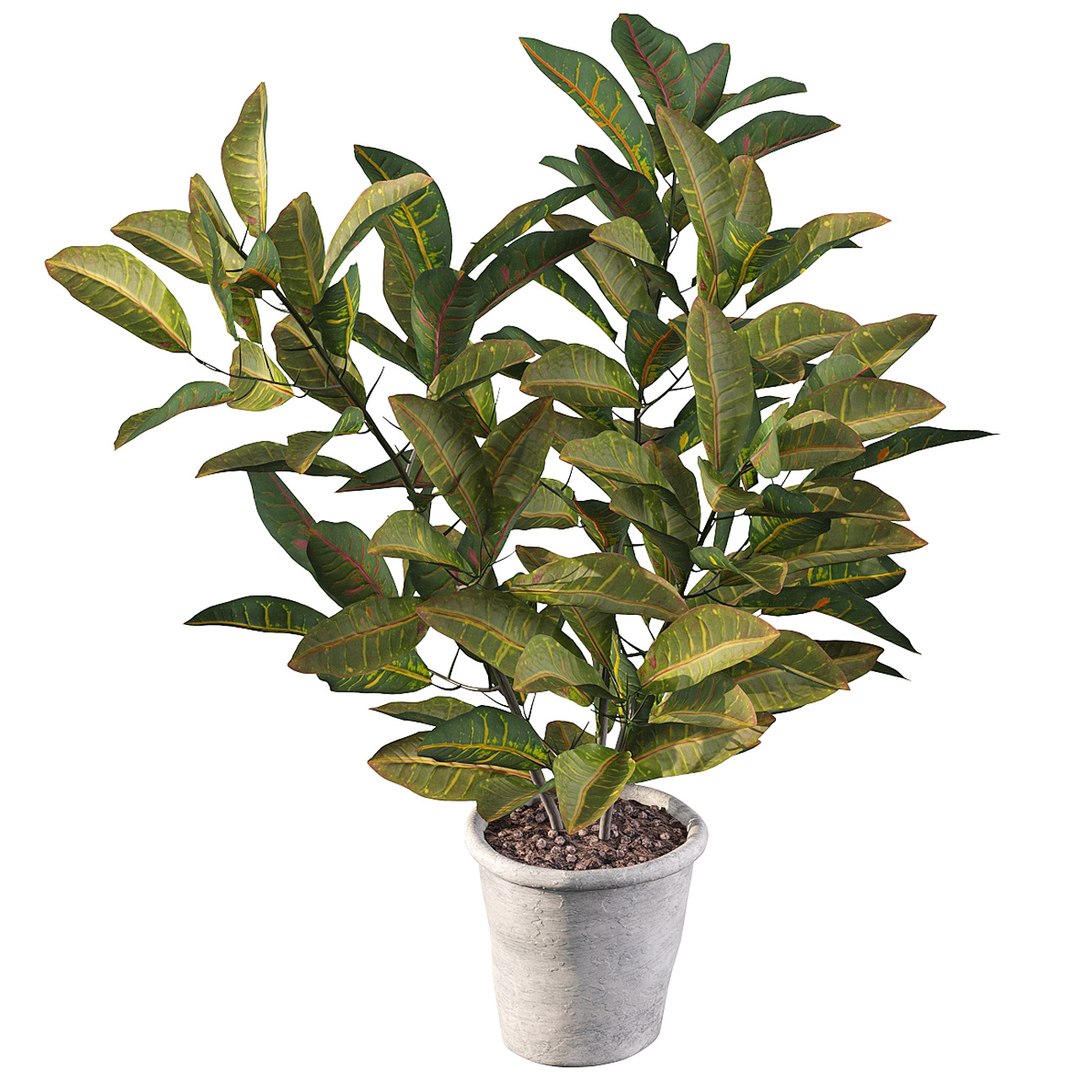 3D croton model - TurboSquid 1559839