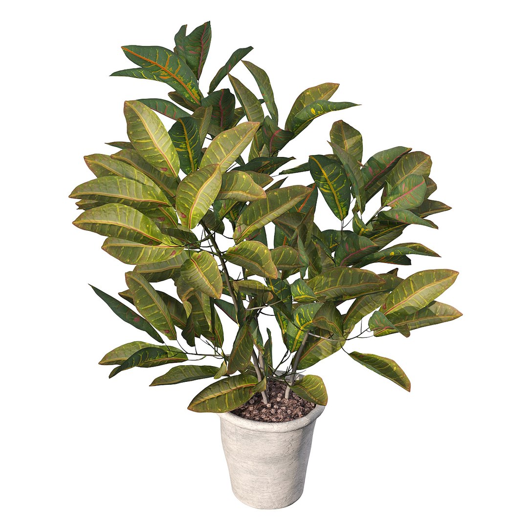 3D croton model - TurboSquid 1559839