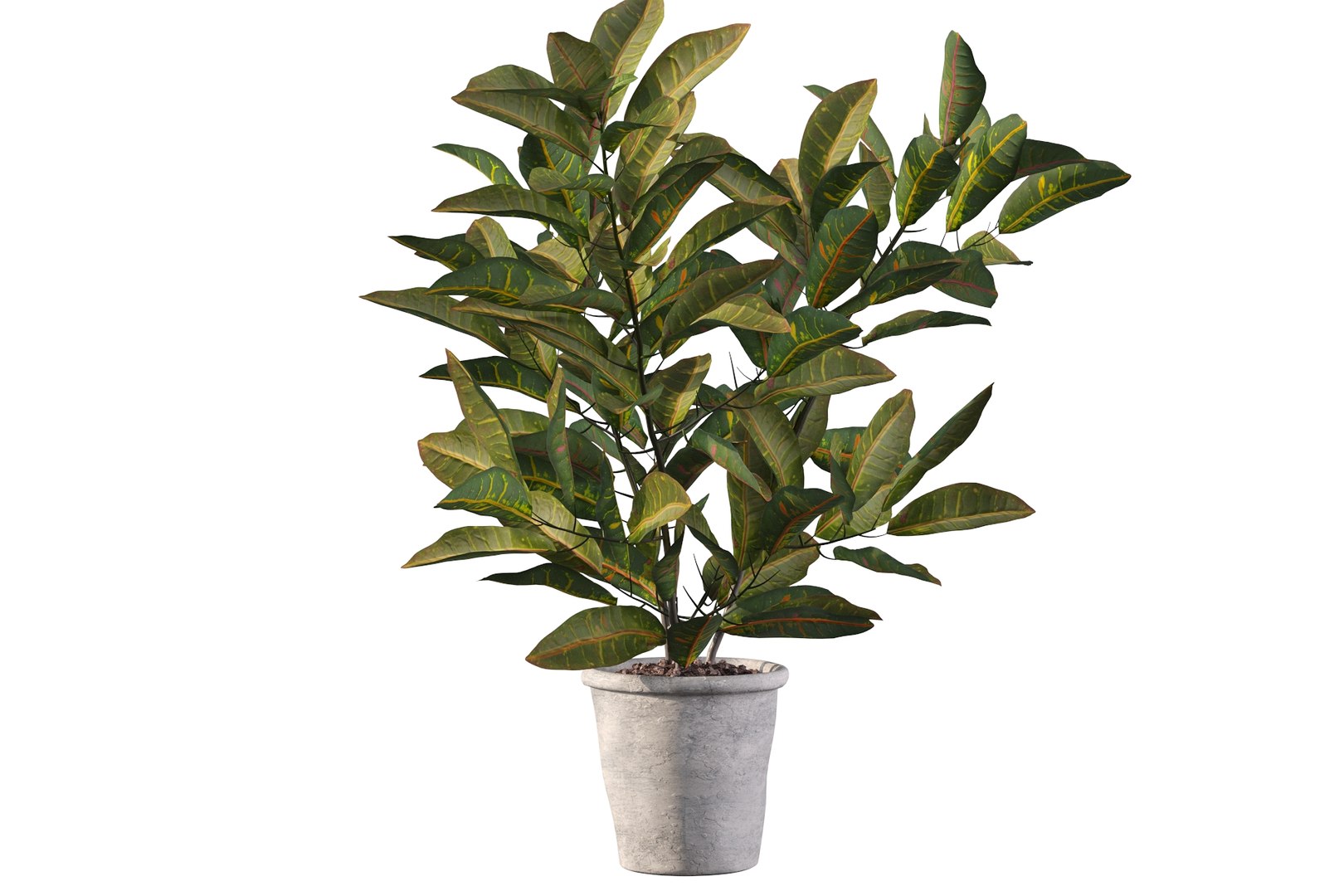 3D croton model - TurboSquid 1559839