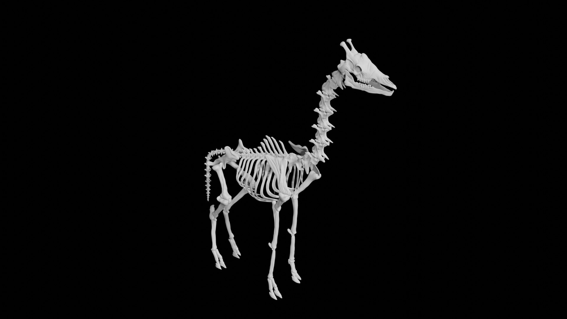 3D Giraffe Skeleton - TurboSquid 1857160