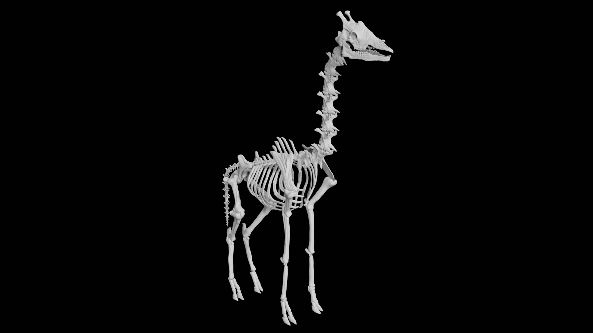 3D Giraffe Skeleton - TurboSquid 1857160