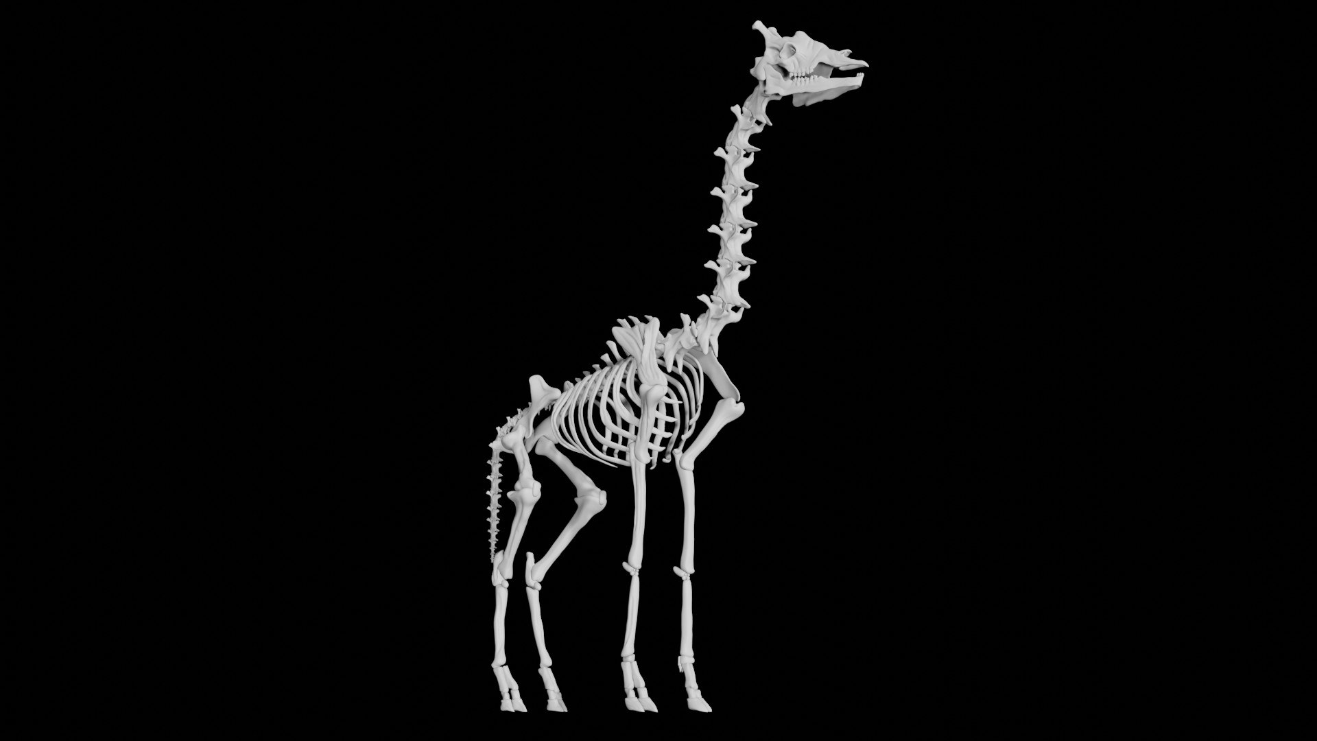 3D Giraffe Skeleton - TurboSquid 1857160