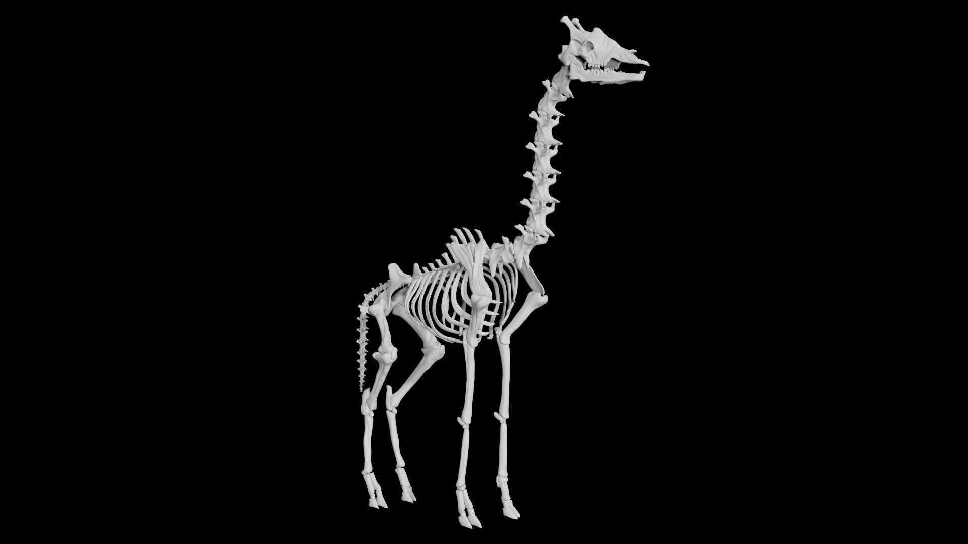 3D Giraffe Skeleton - TurboSquid 1857160