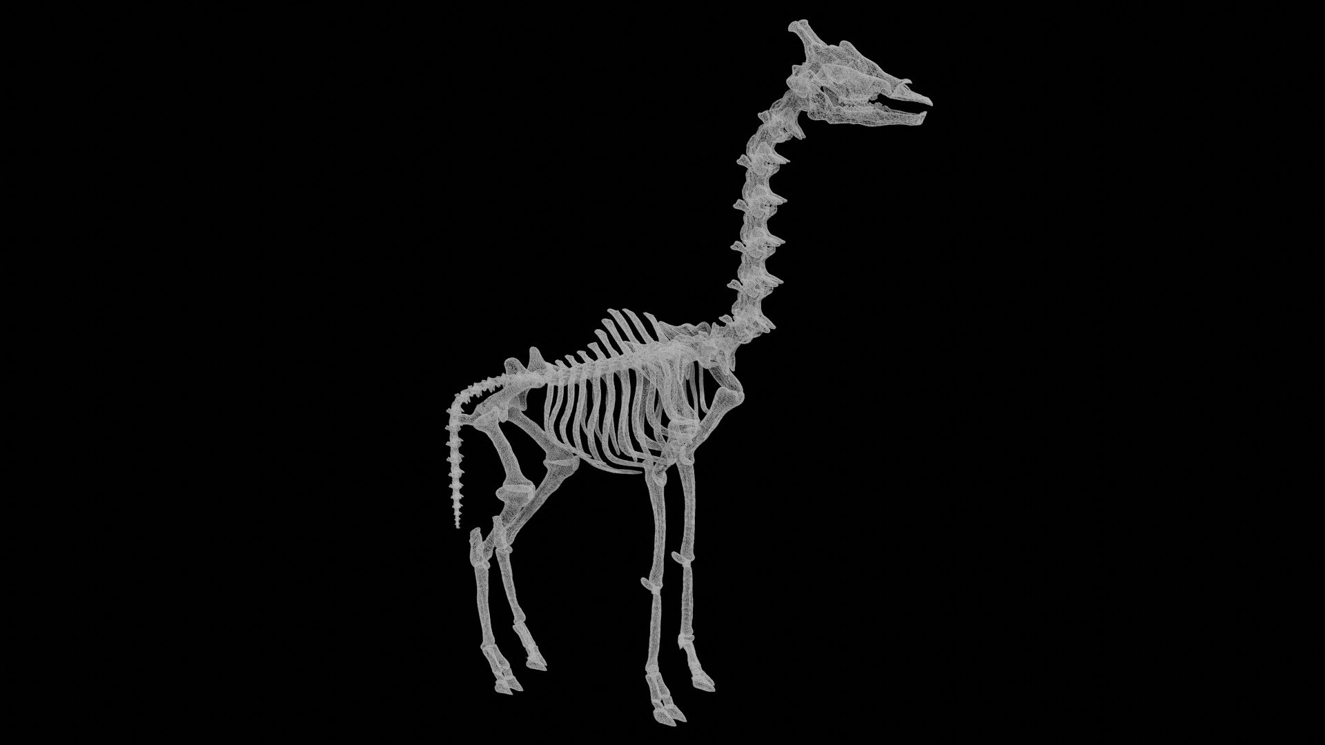 3D Giraffe Skeleton - TurboSquid 1857160
