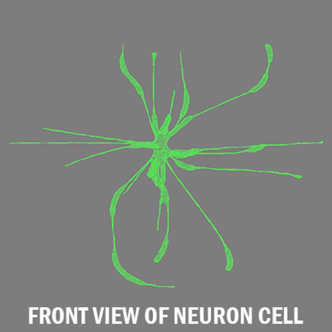Ready Neuron Electricity Activity 3d Model