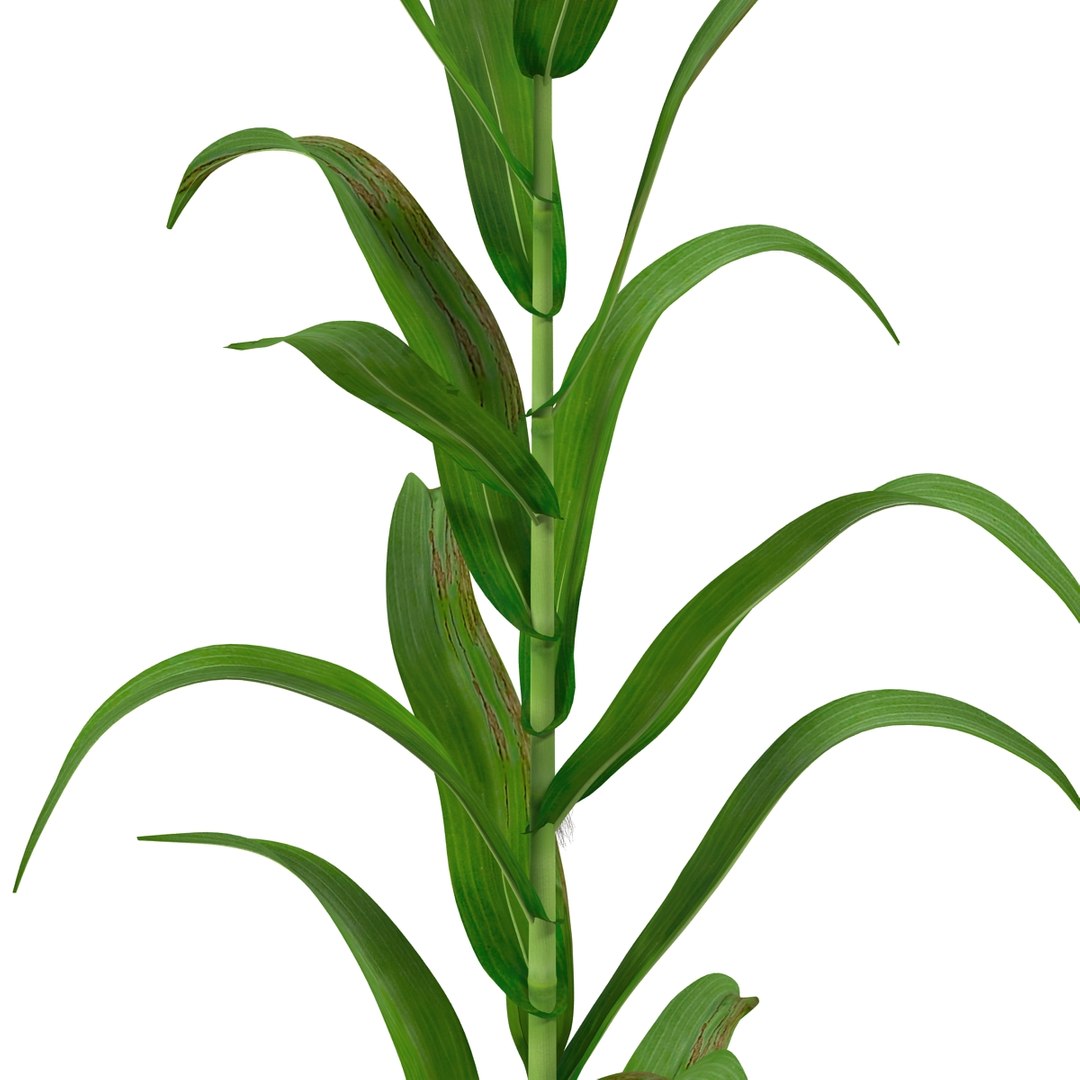 Corn Plant 3d Model