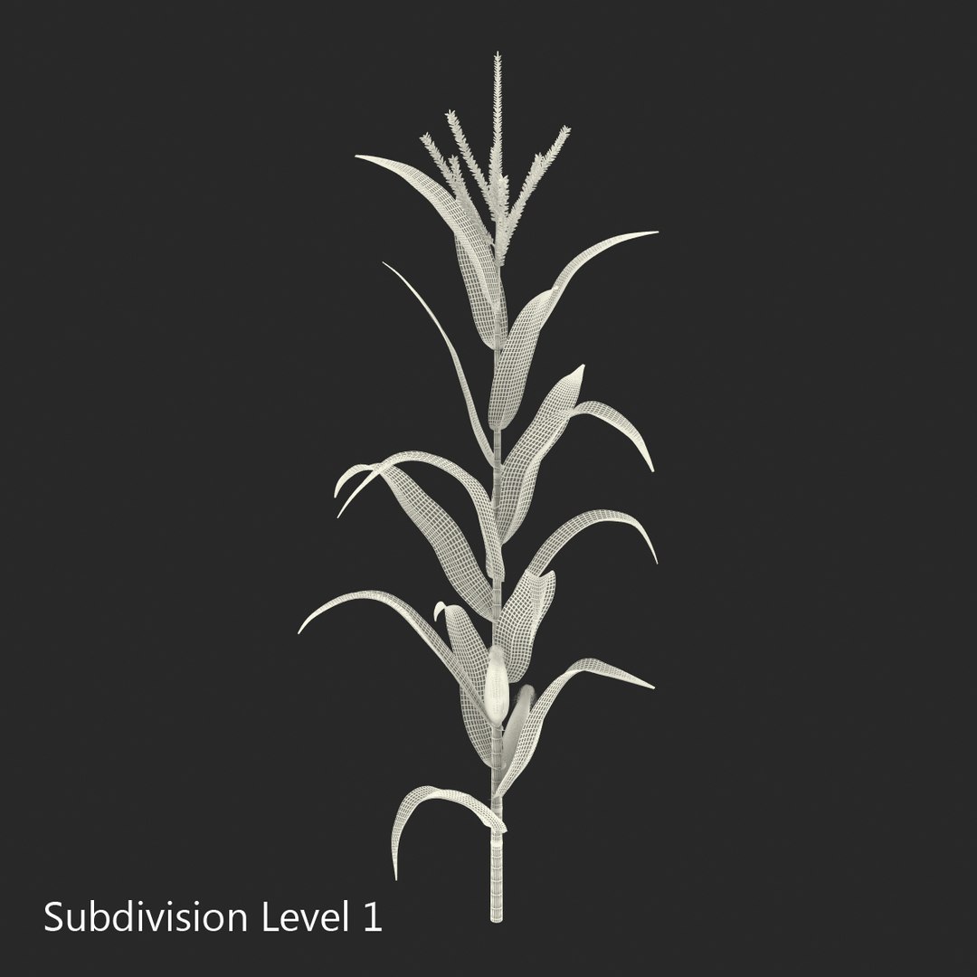 Corn Plant 3d Model