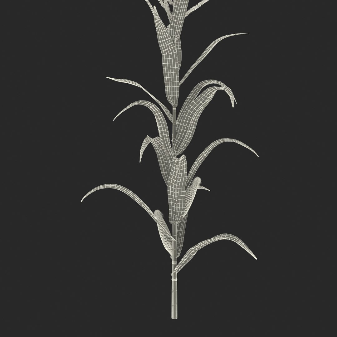 Corn Plant 3d Model
