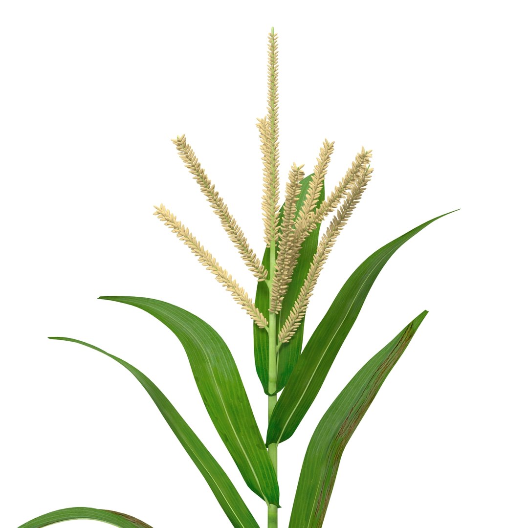 Corn Plant 3d Model