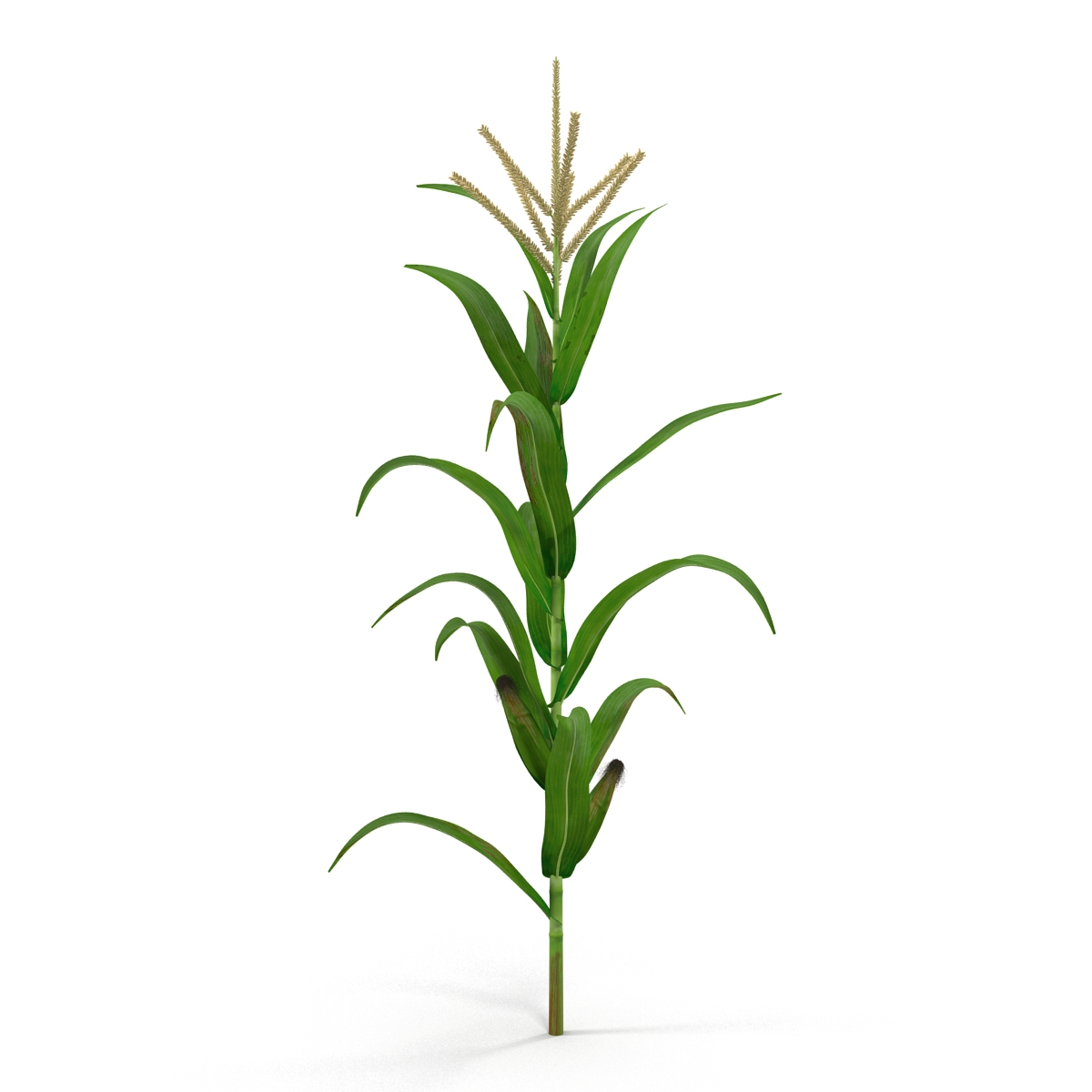 corn plant 3d model