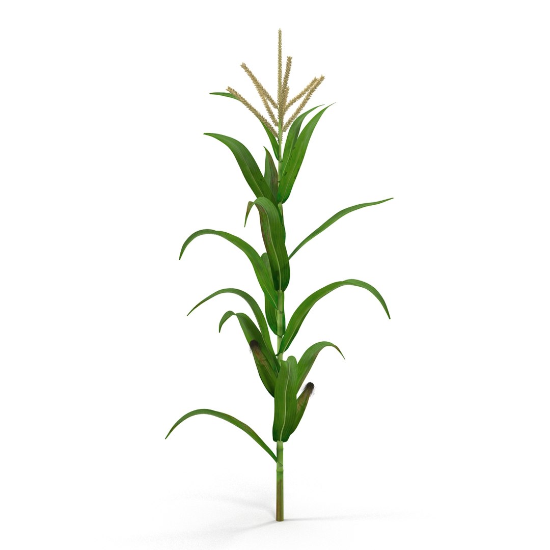 Corn Plant 3d Model
