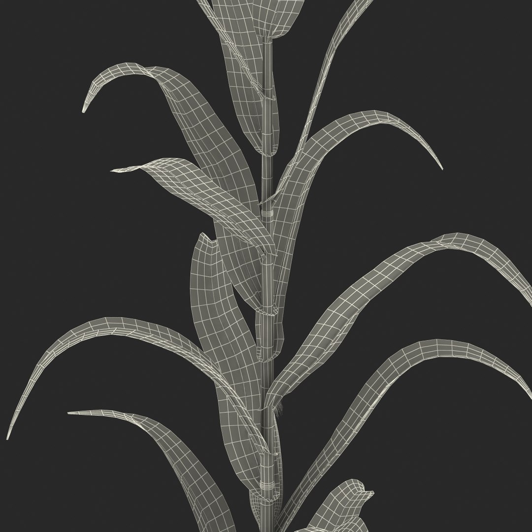corn plant 3d model