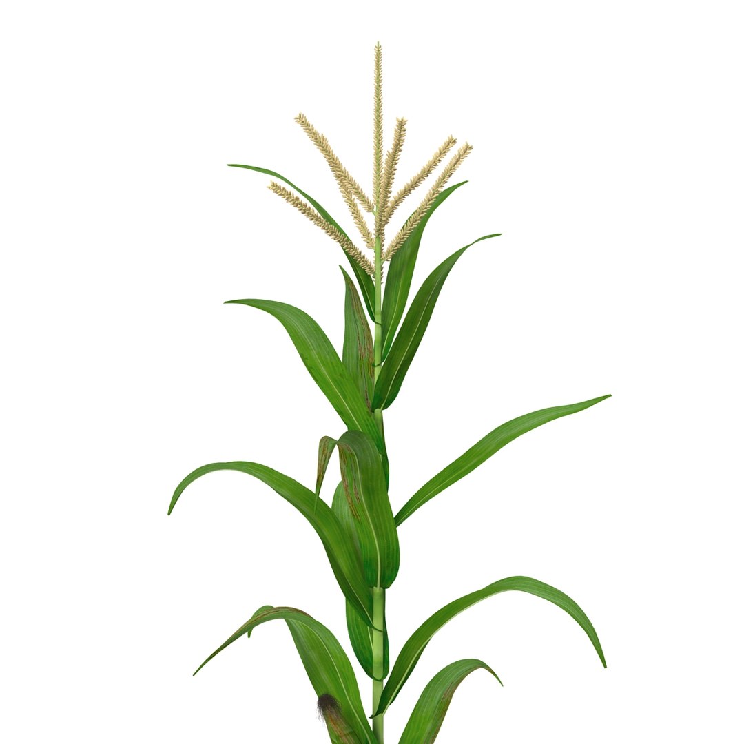 Corn Plant 3d Model