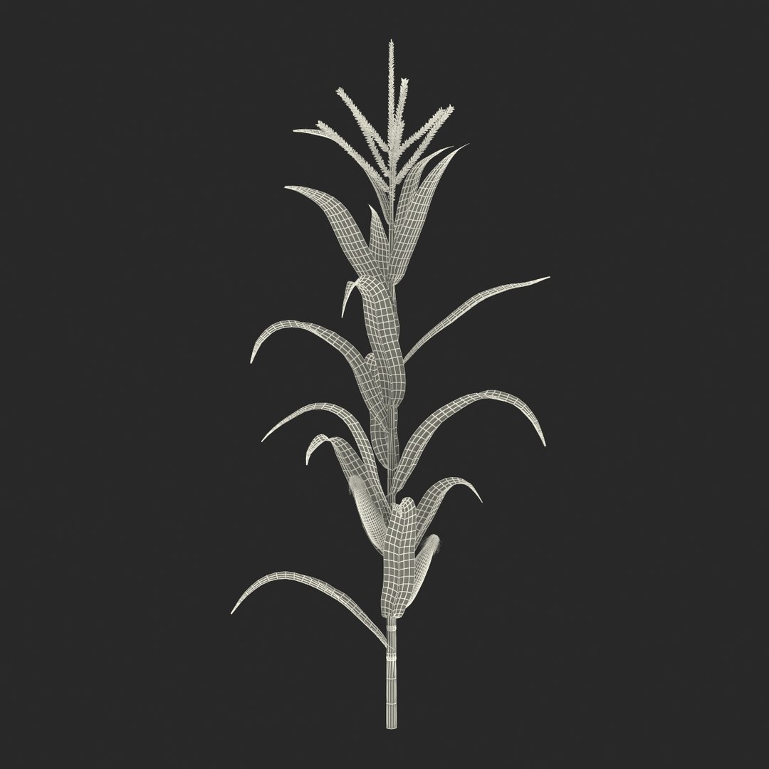 Corn Plant 3d Model