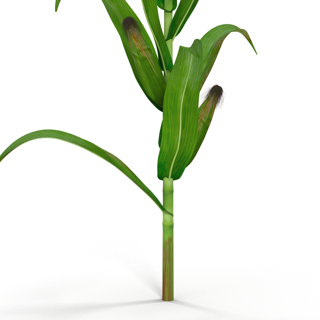 corn plant 3d model