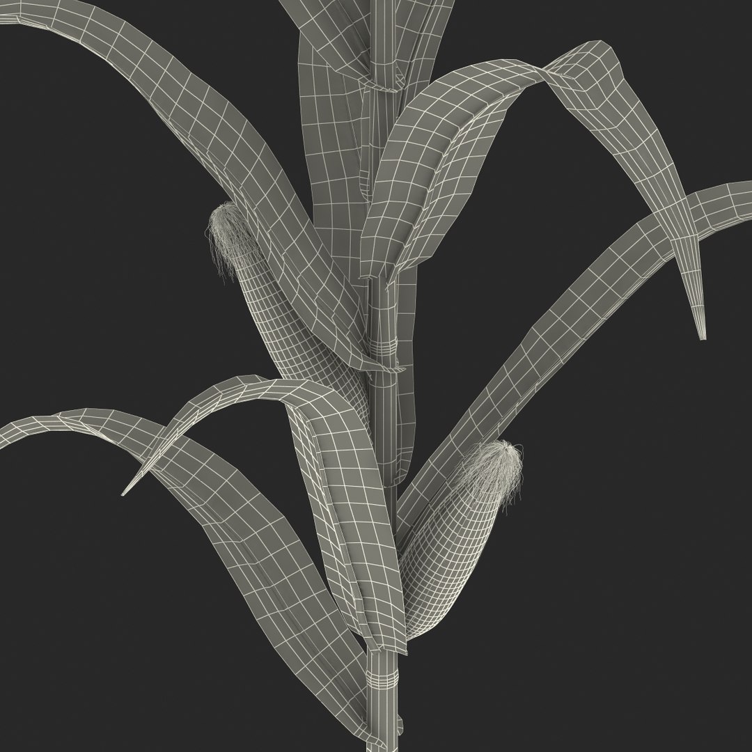 corn plant 3d model