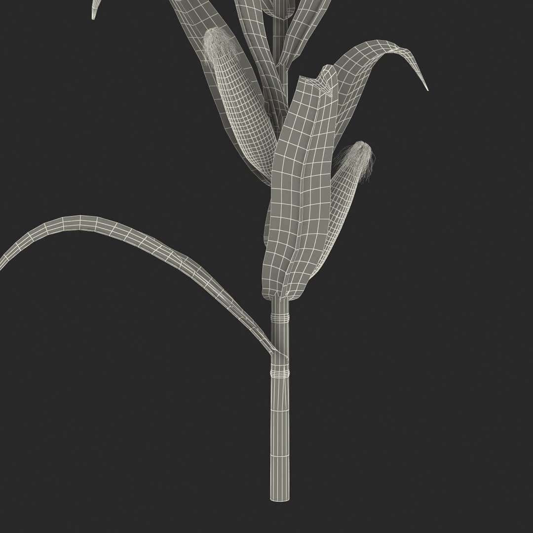 corn plant 3d model