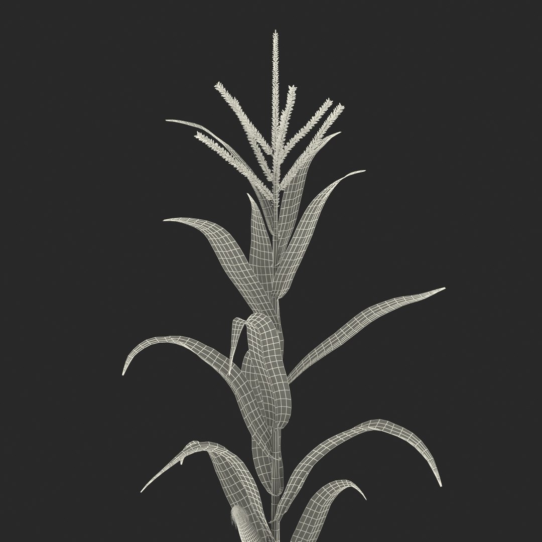 Corn Plant 3d Model