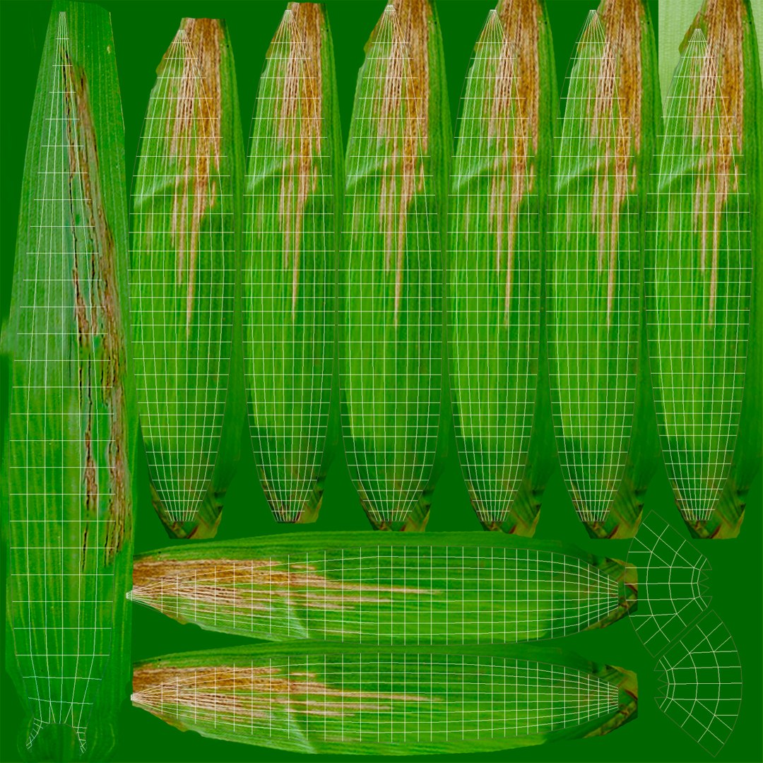 Corn Plant 3d Model