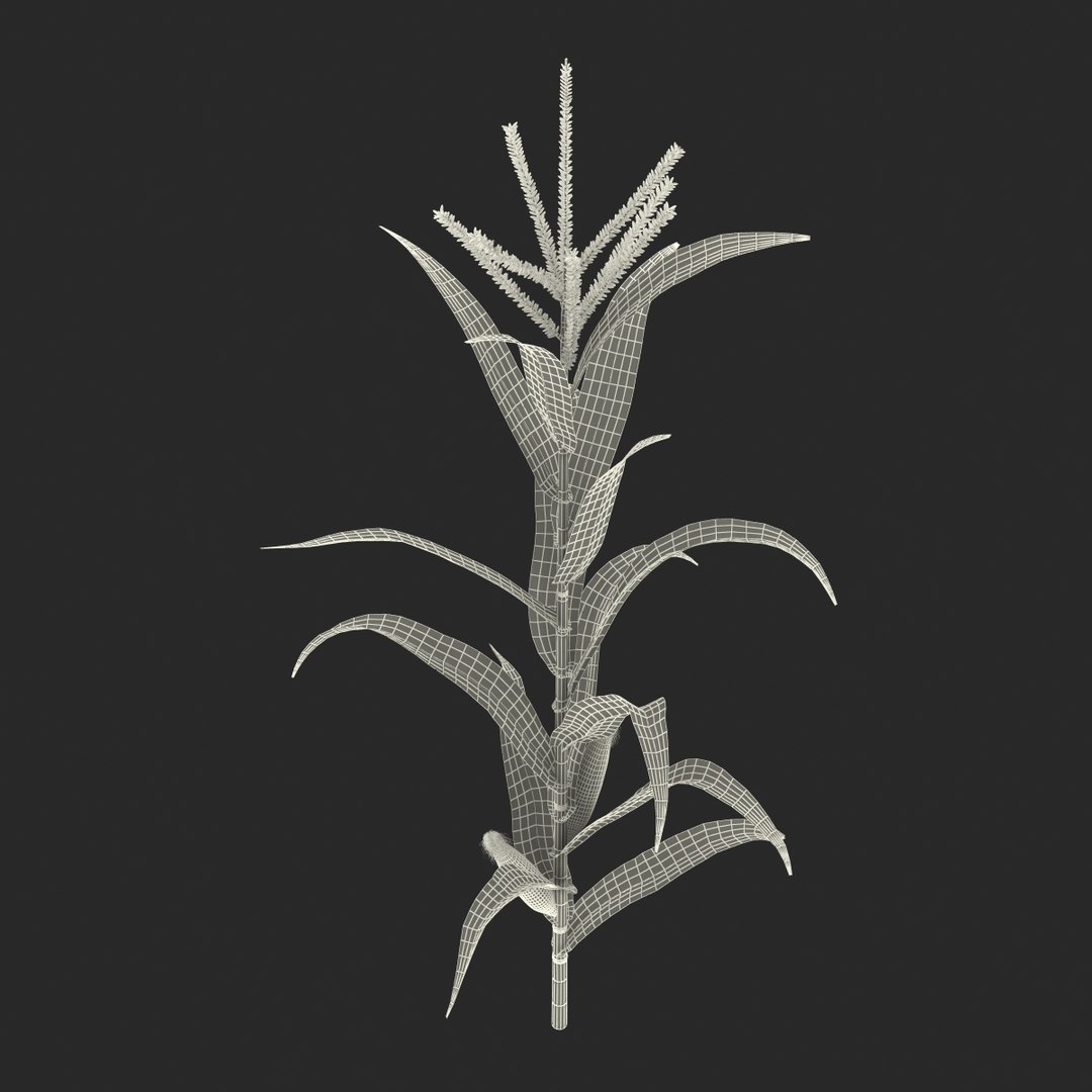 Corn Plant 3d Model