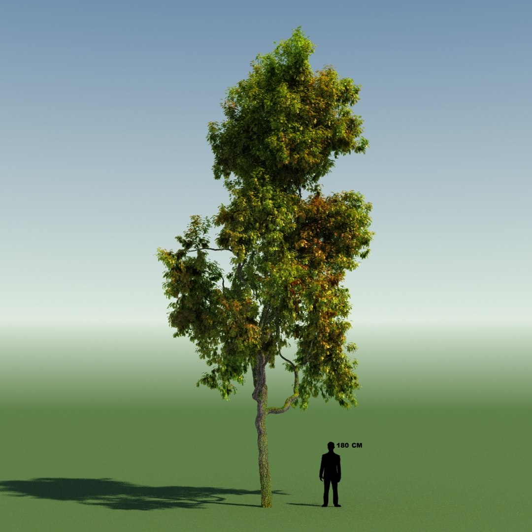 3d Tree Forest Rainforest