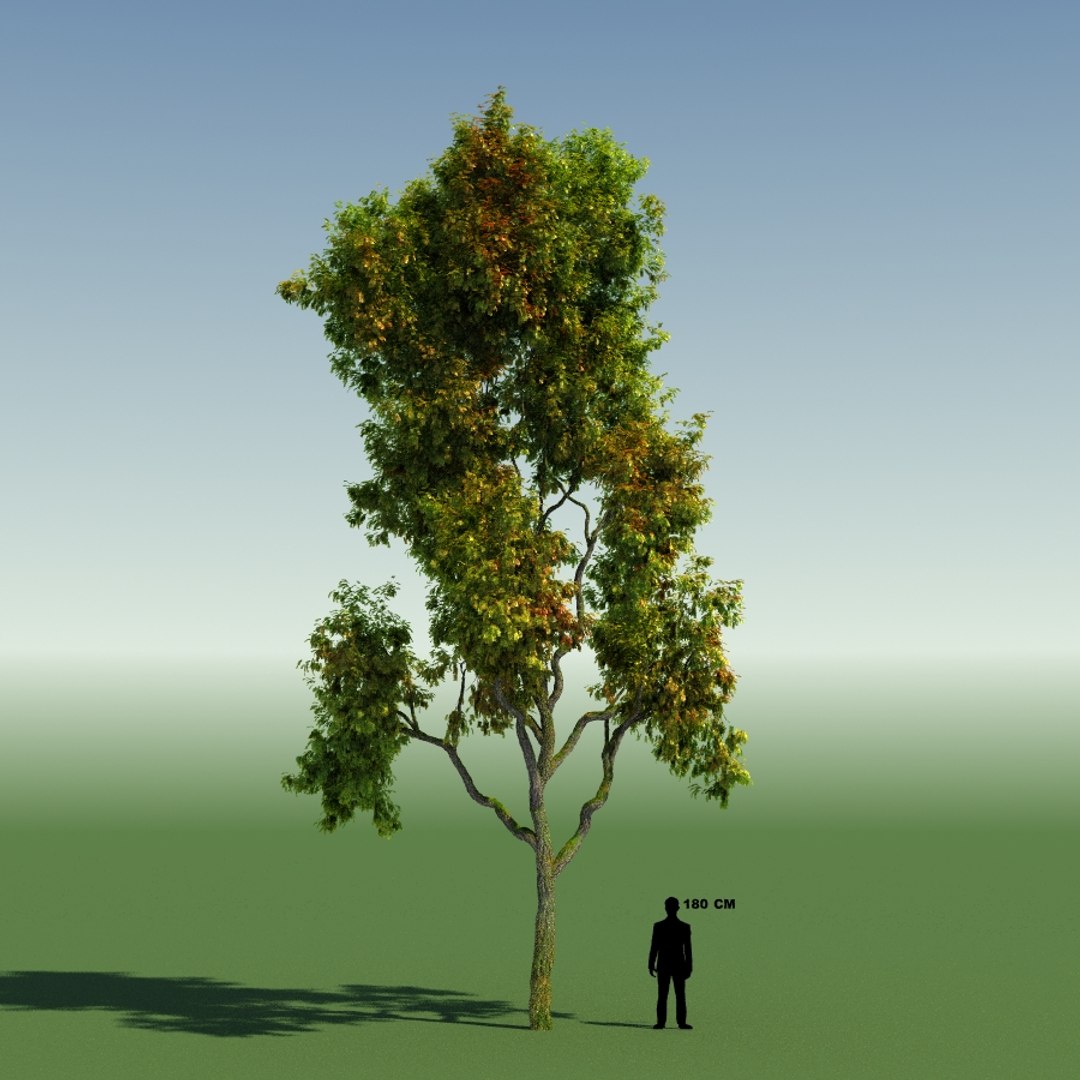 3d tree forest rainforest