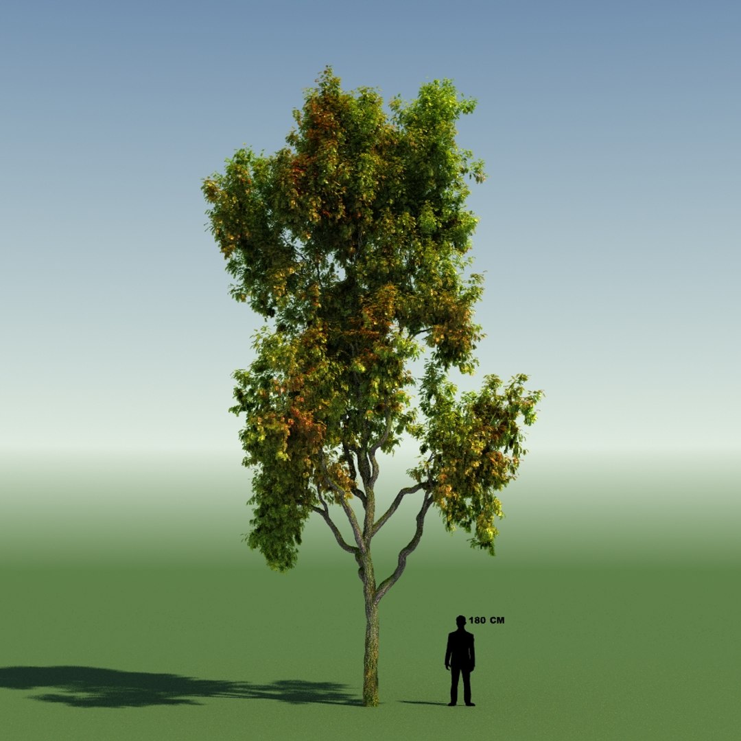 3d Tree Forest Rainforest