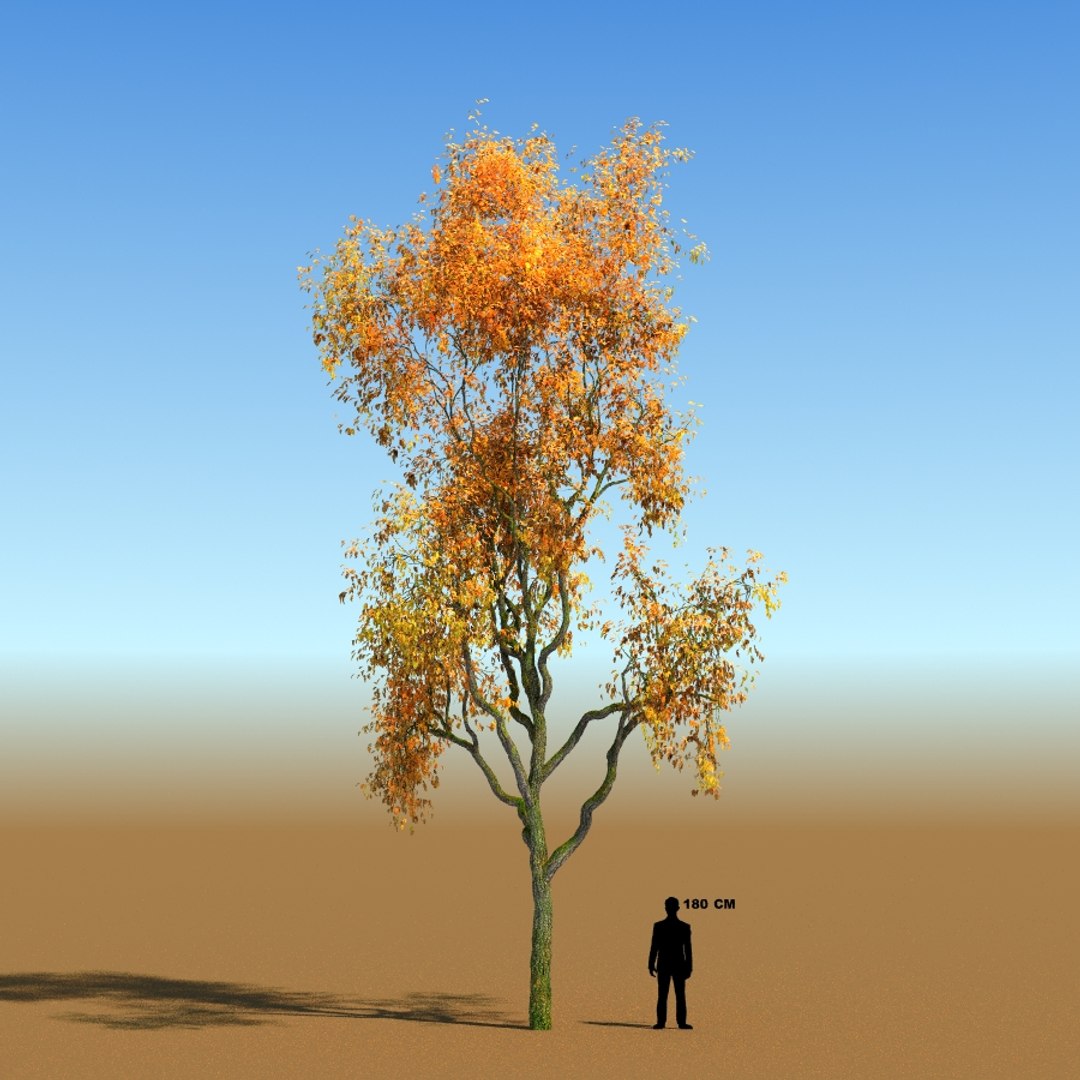 3d tree forest rainforest